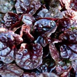Ajuga reptans
