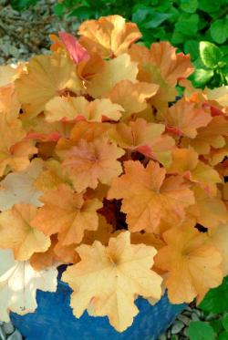 Heuchera caramel-Karamel hojhera