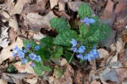 Pulmonaria officinalis-Plućnjak