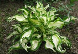 Hosta undulata Medio-variegata