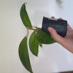 Hoya bhutanica