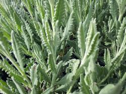 Lavandula dentata var. candicans