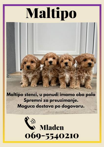 Maltipo