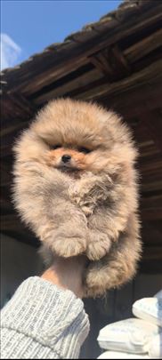 Pomeranac Pomeranci BOO