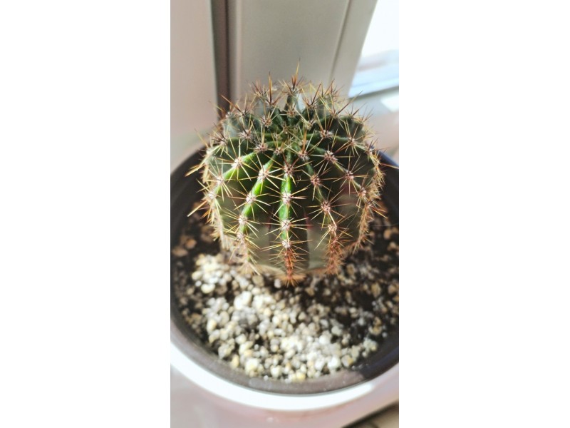 Echinopsis, KAKTUS za POCETNIKE!, 12 cm