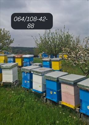 Pcelinja drustva na LR ramovima