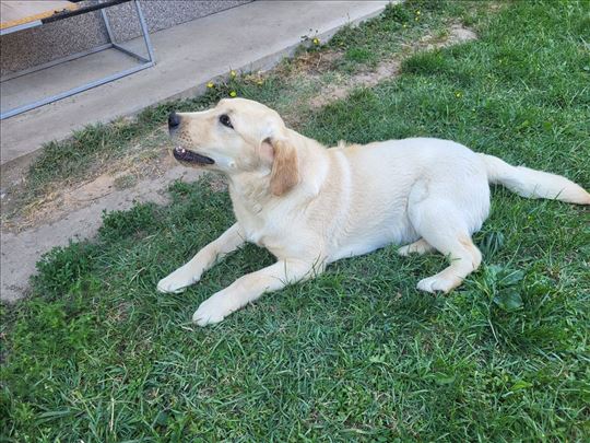 Labrador retriver, štene 7 meseci