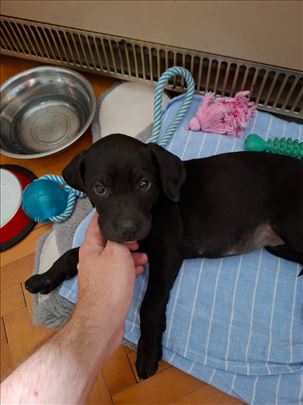 Labrador retriver, štene