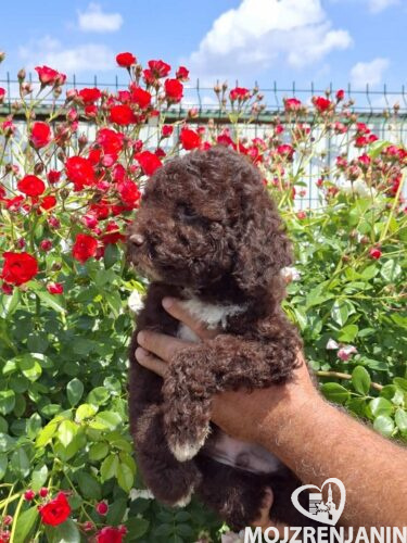 Lagoto Romanjolo (Lagotto Romagnolo)