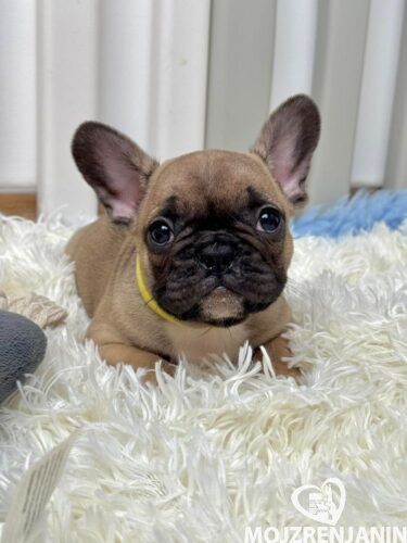 Francuski Buldog štenci