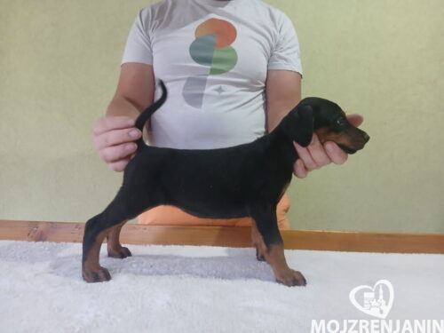 Vrhunski Doberman štenci 6 nedelja stari