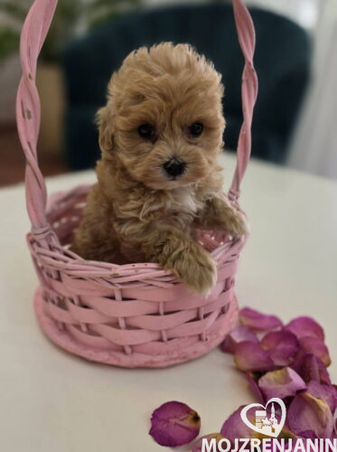 Preslatki maleni MALTIPOO stenci