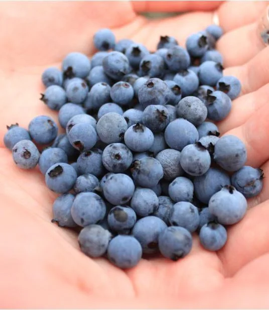 Šumske Borovnice Zamrznute Plavo 250g