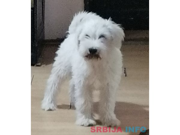 Patuljasti šnaucer