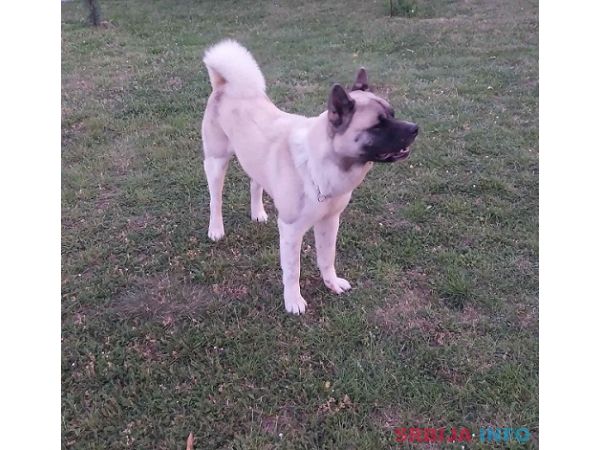 Američka akita, parenje