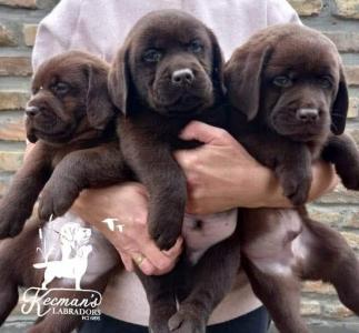 LABRADOR RETRIVER ŠTENCI, ČOKOLADNI