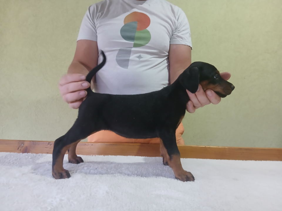 Vrhunski Doberman štenci 6 nedelja stari