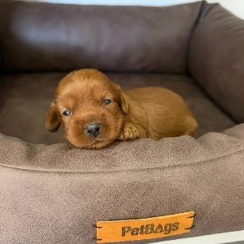 Crveni Cockapoo štenci ❲ 1 eur ❳