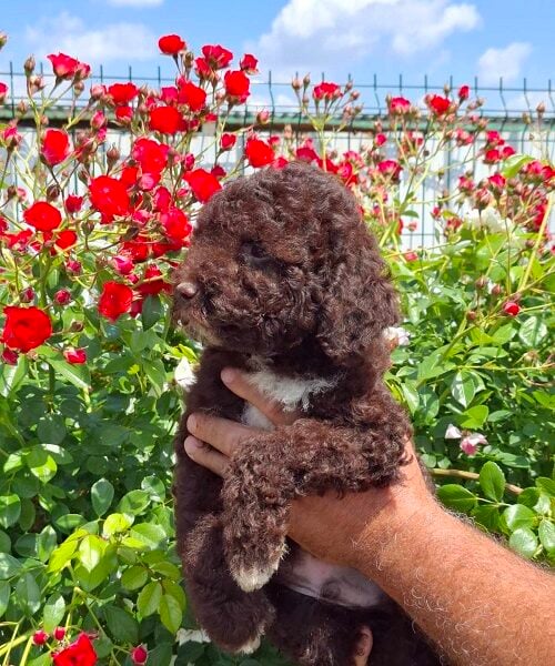 Lagoto Romanjolo (Lagotto Romagnolo)
