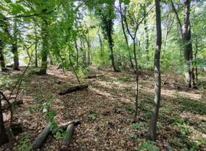 Prodaja Građevinsko zemljište - Irig, Centar
