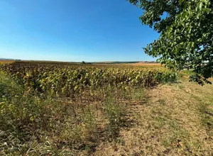 Prodaja Građevinsko zemljište - Inđija, Beška