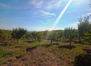Prodaja Građevinsko zemljište - Irig, Centar
