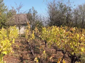 Prodaja Vila - Jagodina