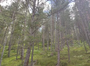 Prodaja Plac - Bajina Bašta, Zaovine