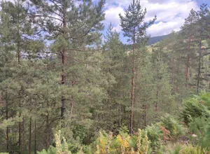 Prodaja Plac - Bajina Bašta, Zaovine