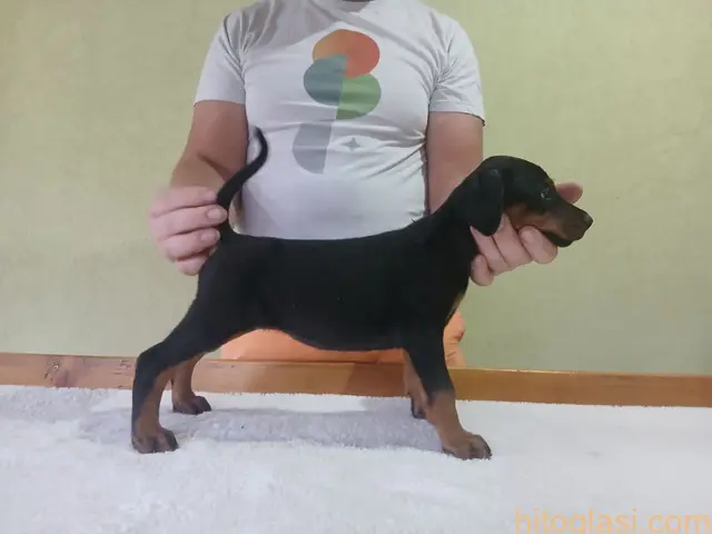Vrhunski Doberman štenci 6 nedelja stari