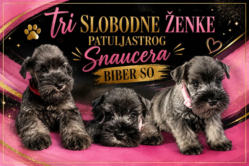 Patuljasti Šnaucer Biber So
