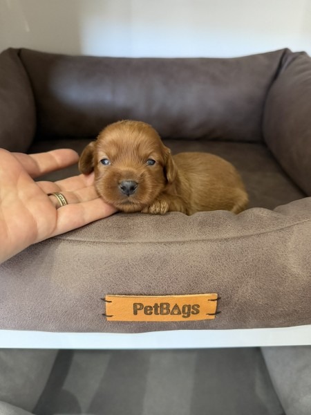 Cockapoo