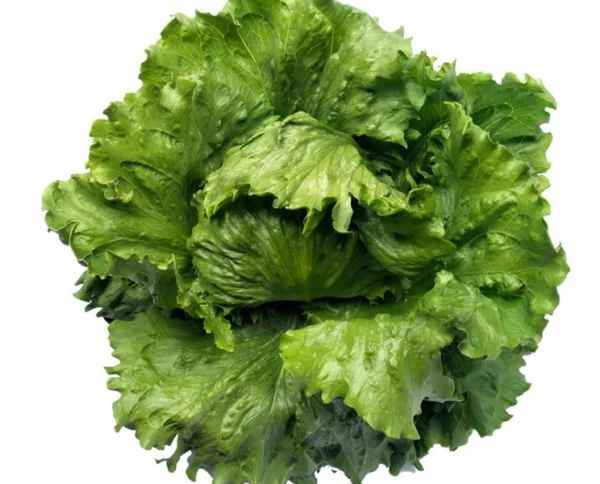 *Salata Iceberg glavica