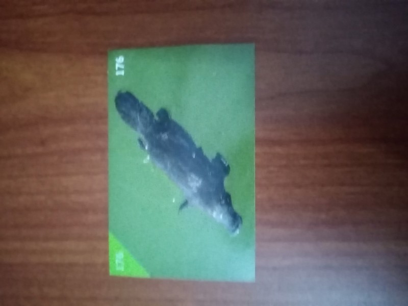 Životinjsko carstvo broj 176