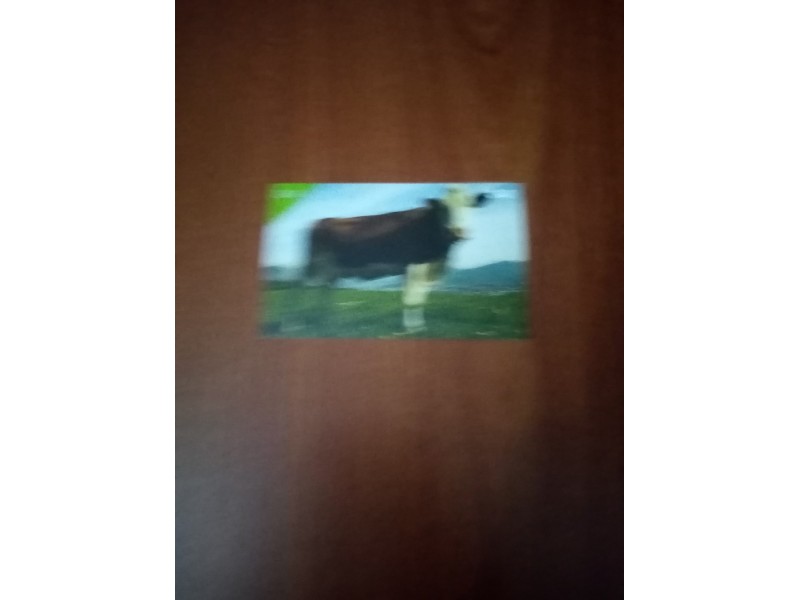 Životinjsko carstvo broj 240