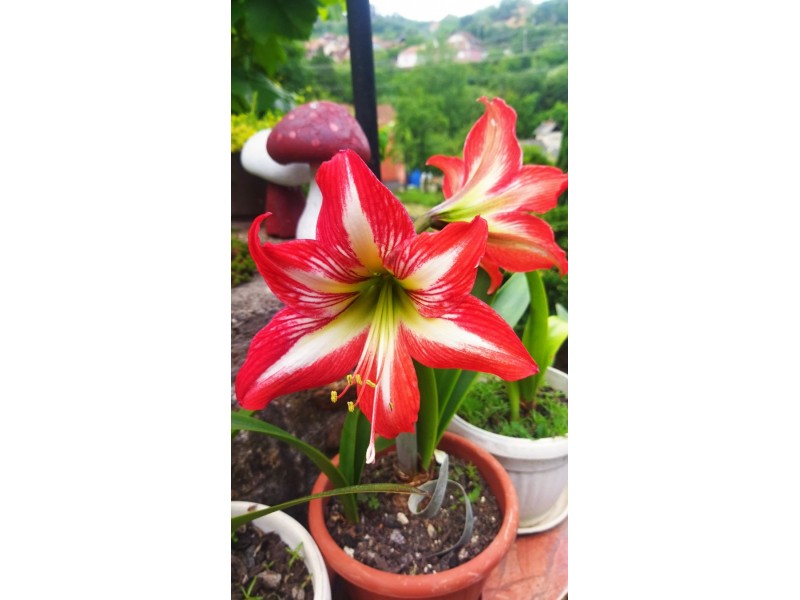 Amarilis dvogodisnja sadnica