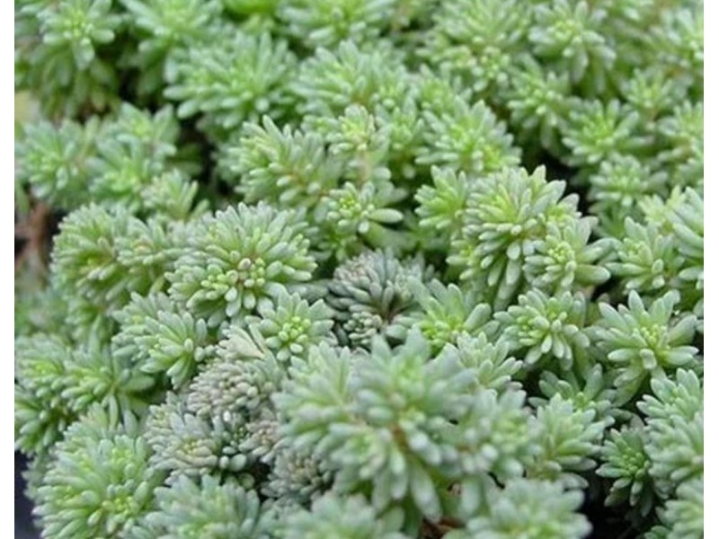 Sedum hispanicum visegodisnji