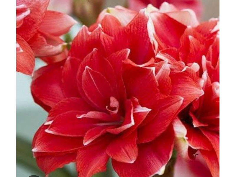 Double red,-dupli amarilis