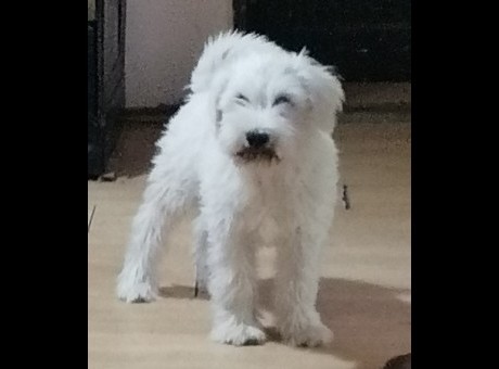 Patuljasti šnaucer