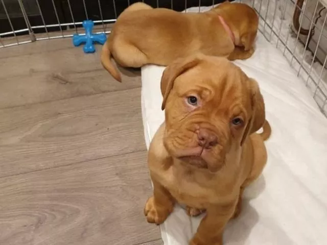 PREKRASNI ŠTENCI DOGUE DE BORDEAUX,