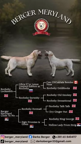 STENCI LABRADOR RETRIVERA
