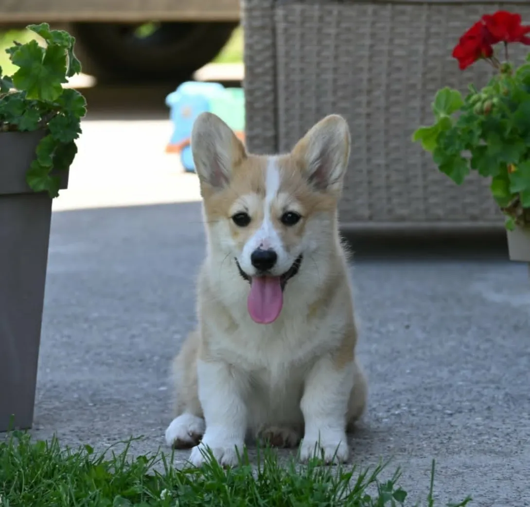 Velški korgi/Welsh Corgi Pembroke