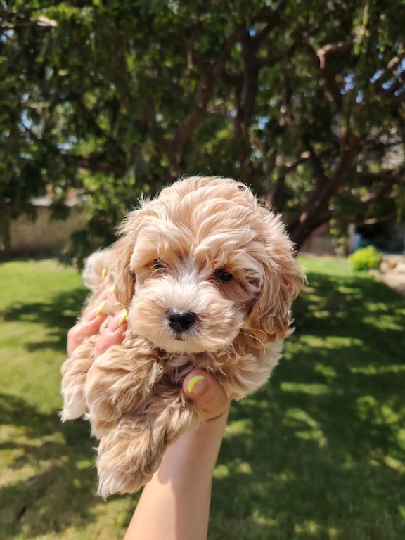 Maltipoo