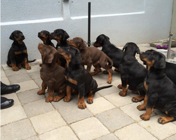 Registrirani štenci dobermana ❲ 500 eur ❳