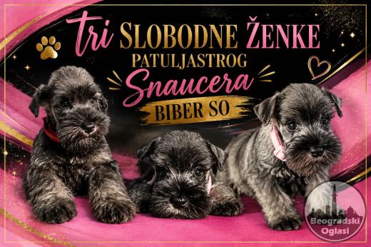 Patuljasti Šnaucer Biber So