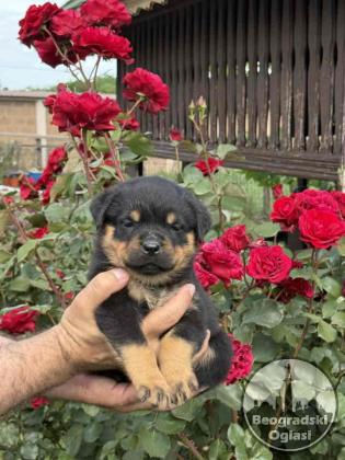 Stigli su naši mali rotvajleri!