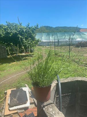 Lavanda Smilje Ruzmarin