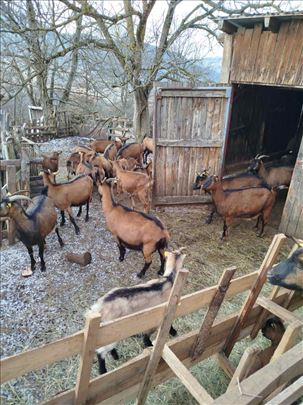 Umaticene koze Alpine
