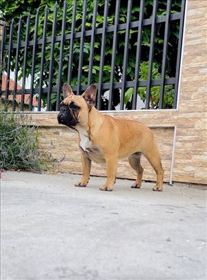 Francuski buldog žensko štene 5 mes .-top line !