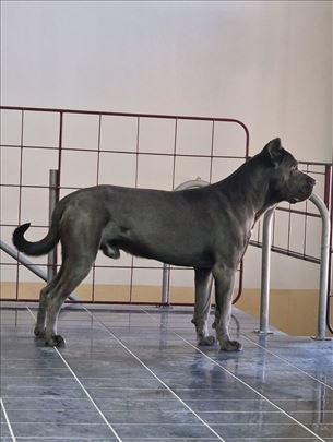 Kane korso, odrastao pas